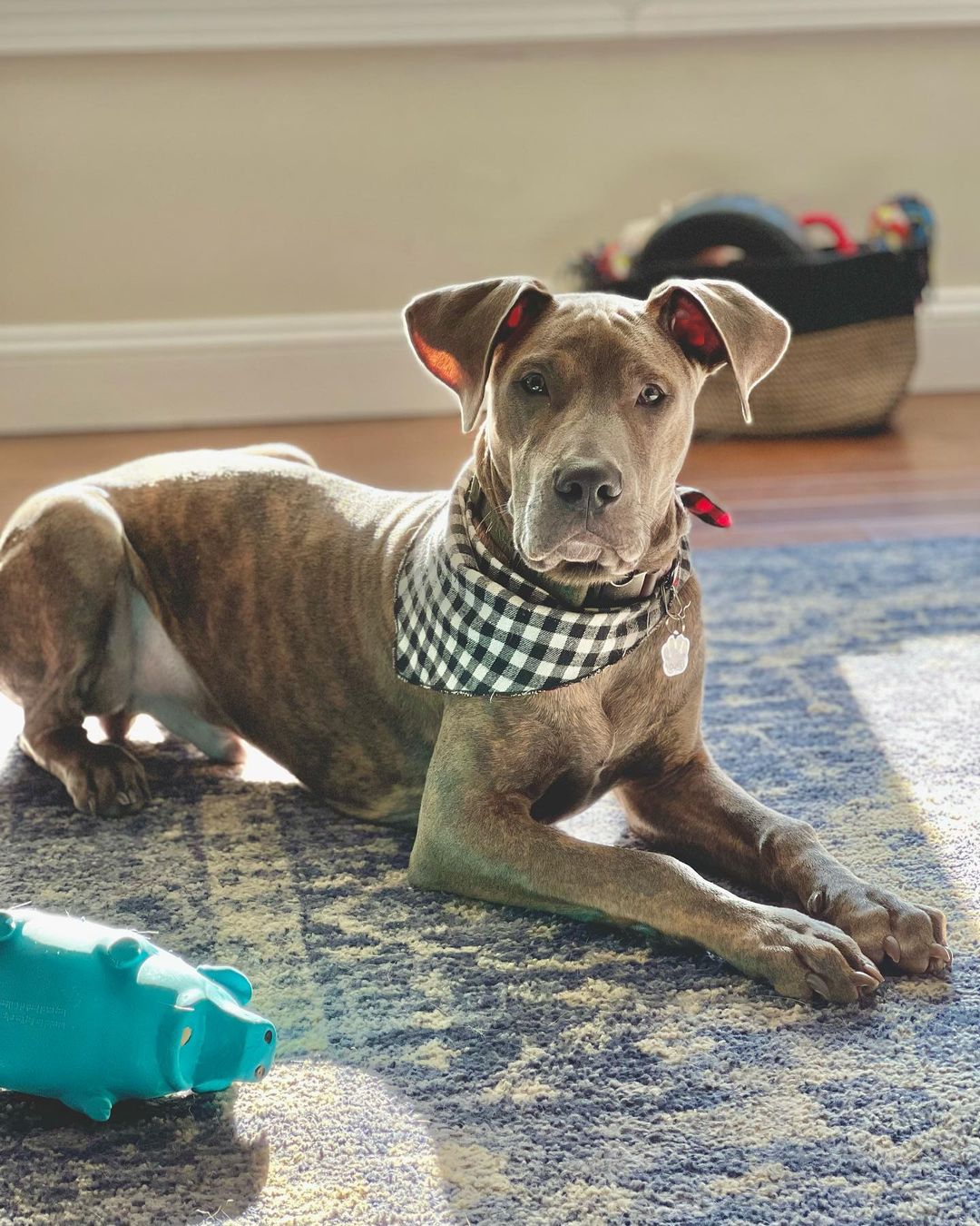 Great Dane Pit Bull Mix - A Comprehensive Guide