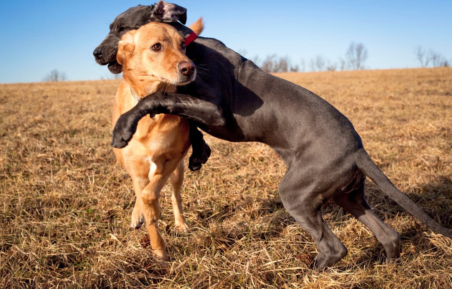 Great Dane and Labrador Retriever Mix: A Comprehensive Guide