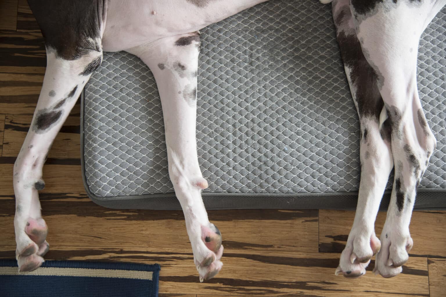 [UPDATED] Best Great Dane Dog Beds In 2024 - Great Dane K9