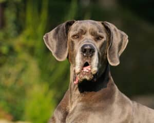 The Whats, Whys & Hows of Great Dane Ear Cropping - Great Dane K9