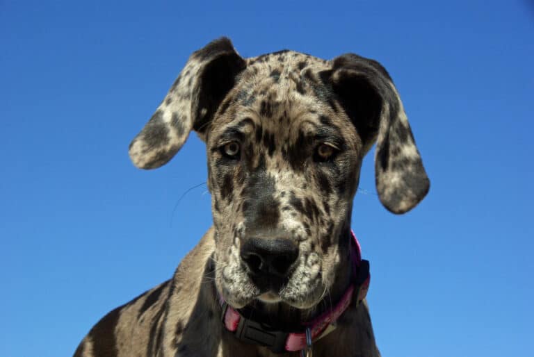 What Makes A Merle Great Dane? - Great Dane K9