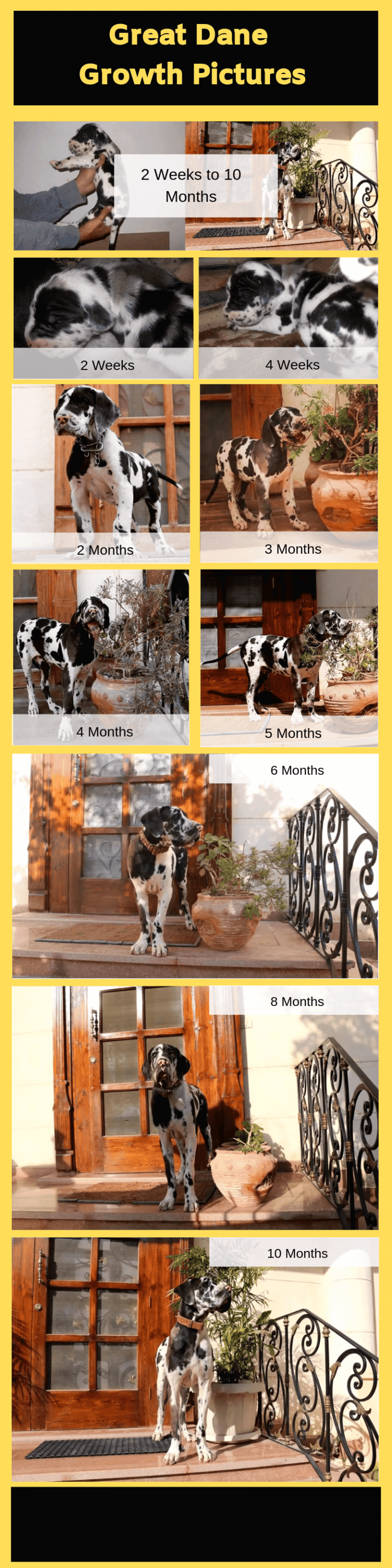 A Typical Great Dane Growth Chart - Great Dane k9