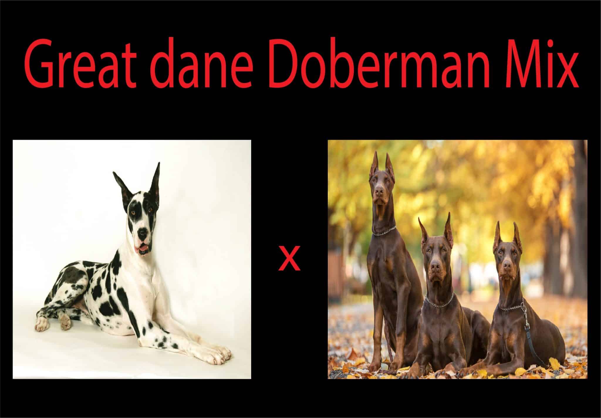 Everything About Great Dane Doberman Mix (Doberdane) You Must Know