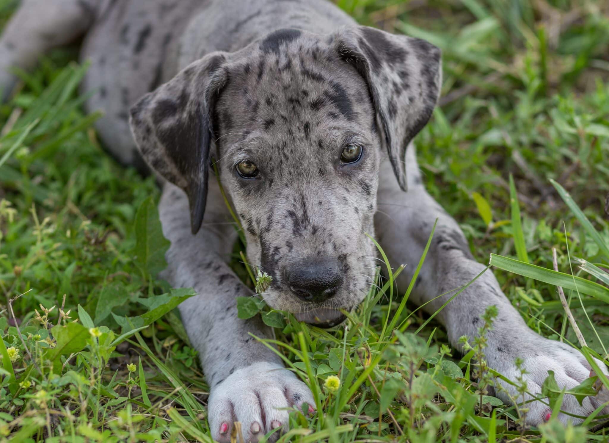 Things To Know About Blue Merle Great Danes - Great Dane k9